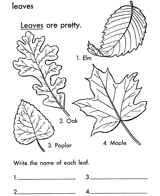 Free Printable Leaf Coloring Pages For Kids Free Printable Leaf Coloring Pages For Kids