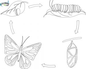 Free Printable Butterfly Coloring Pages For Kids