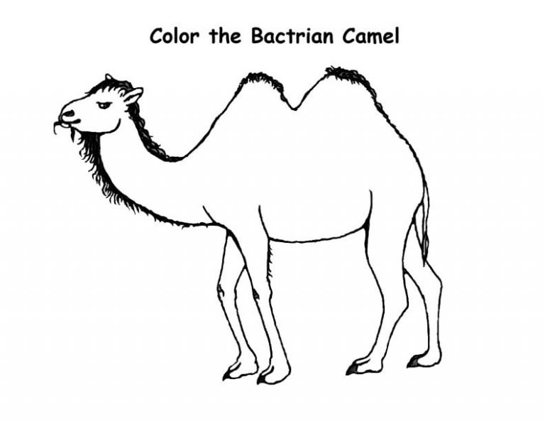Free Printable Camel Coloring Pages For Kids