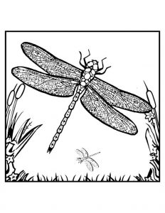 Free Printable Dragonfly Coloring Pages For Kids
