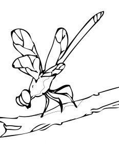 Free Printable Dragonfly Coloring Pages For Kids