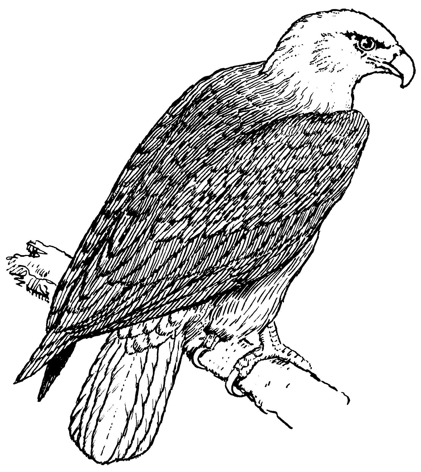 Effortfulg Coloring Pages Eagle