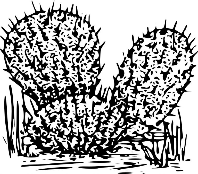 Free Printable Cactus Coloring Pages For Kids