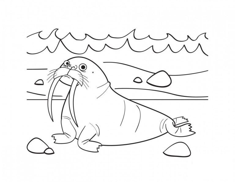Free Printable Walrus Coloring Pages For Kids