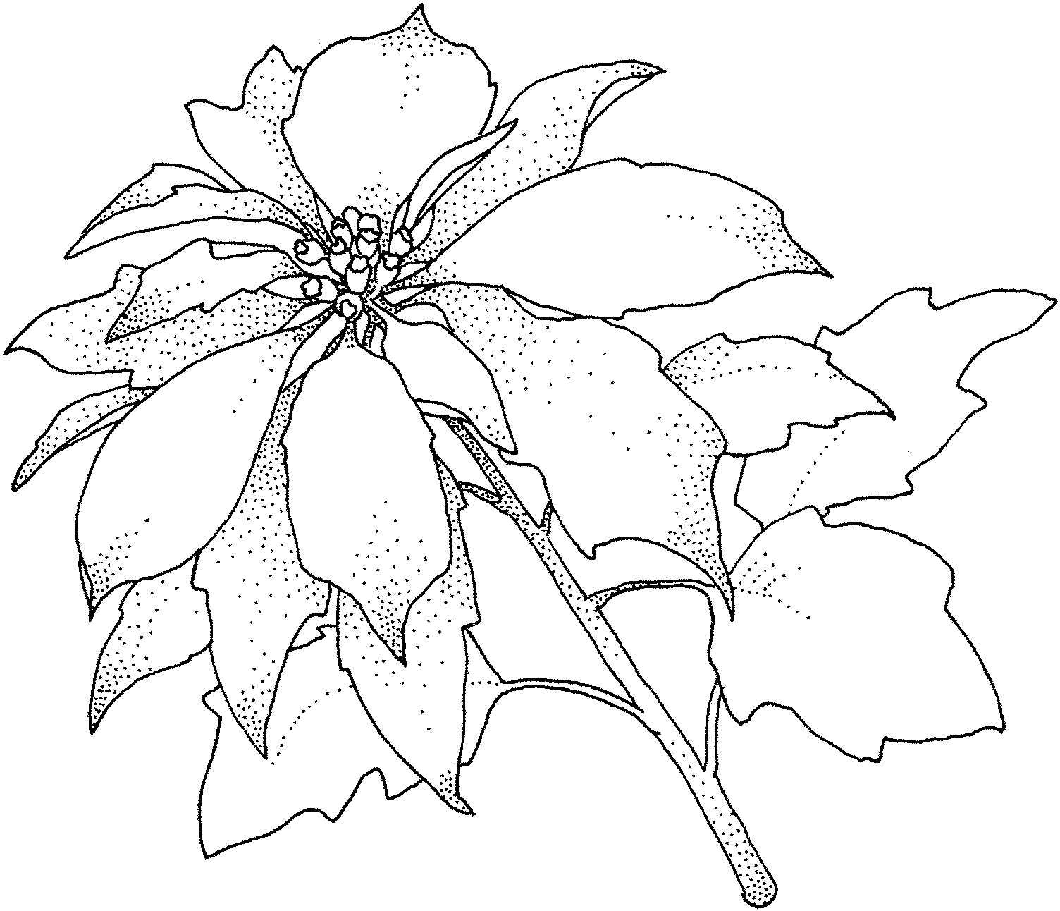 Printable Poinsettia Coloring Pages