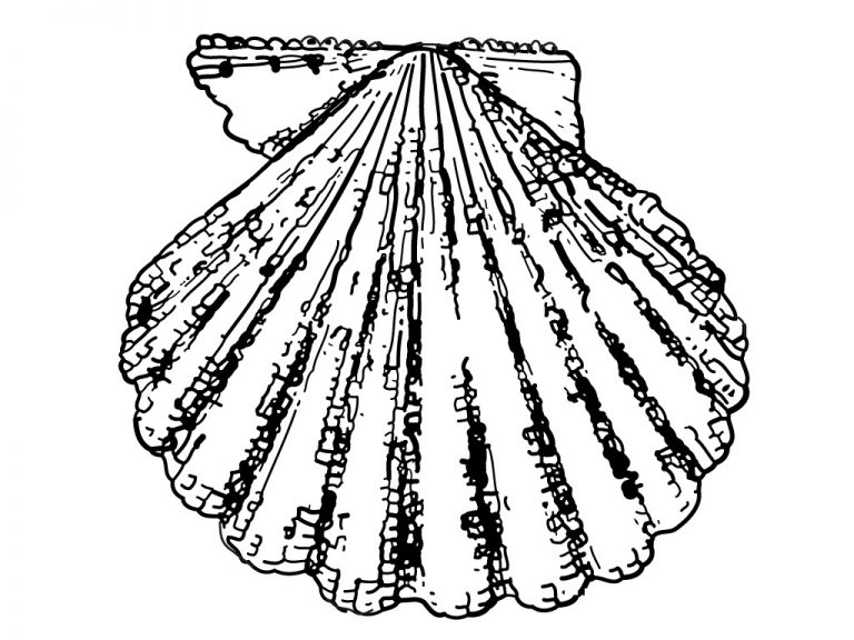 Free Printable Seashell Coloring Pages For Kids