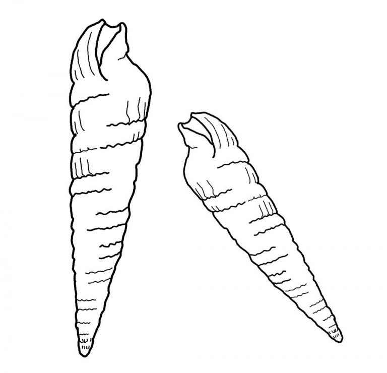 Free Printable Seashell Coloring Pages For Kids