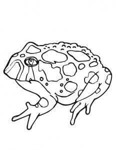 Free Printable Toad Coloring Pages For Kids