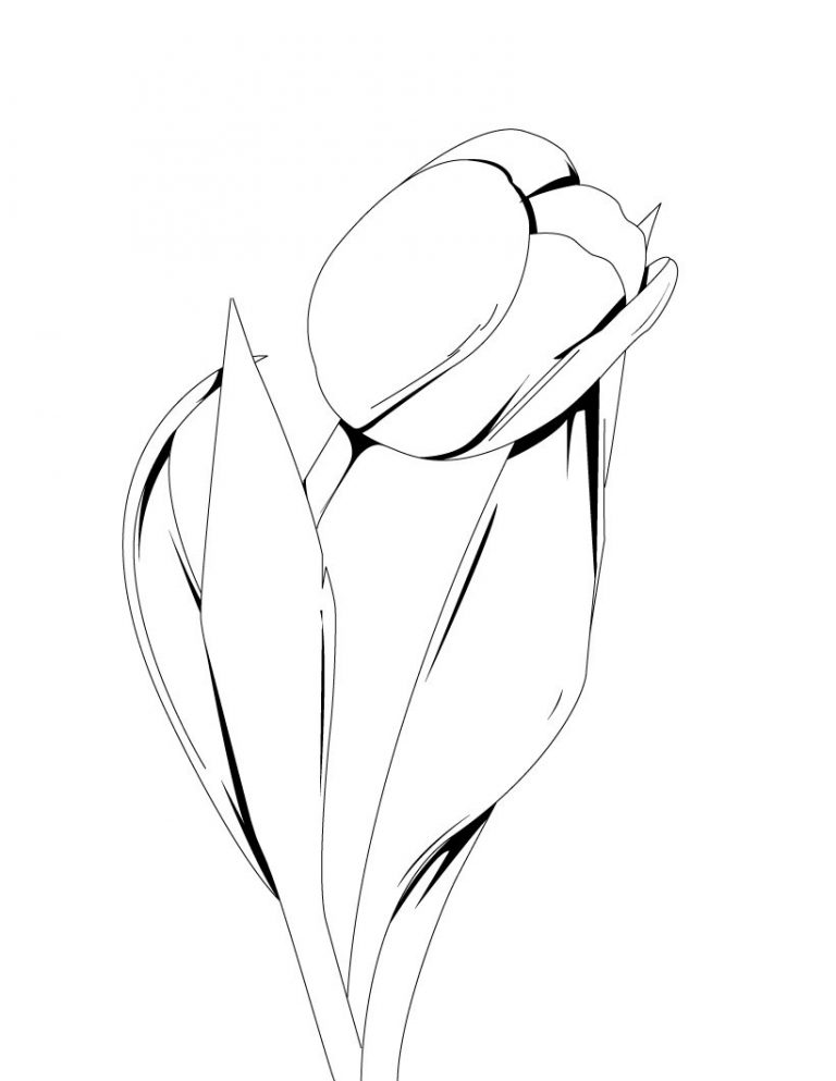 Free Printable Tulip Coloring Pages For Kids
