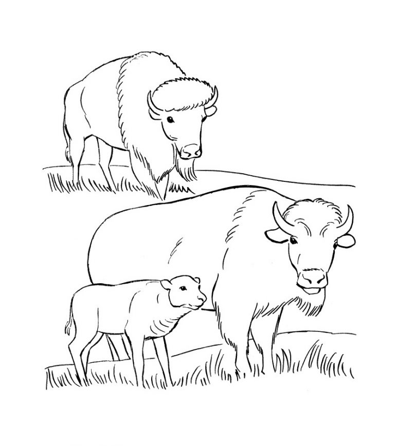 Free Printable Bison Coloring Pages For Kids