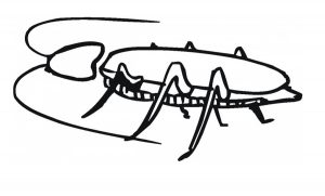 Free Printable Cockroach Coloring Pages For Kids