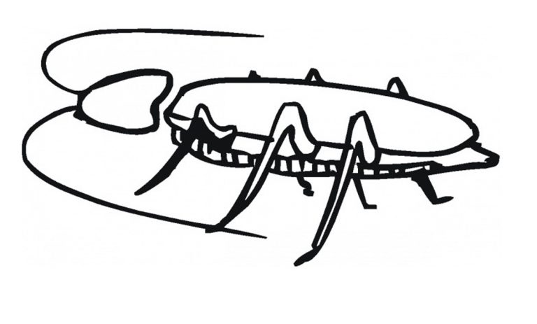 Free Printable Cockroach Coloring Pages For Kids