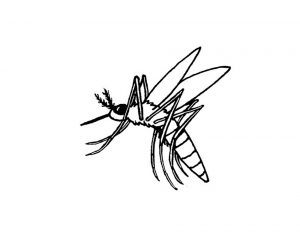 Free Printable Mosquito Coloring Pages For Kids