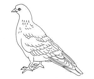 Free Printable Pigeon Coloring Pages For Kids