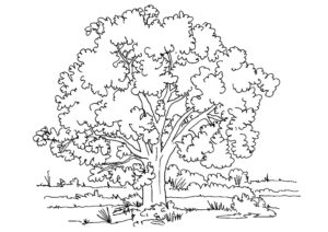 Arbor Day Tree Coloring Pages - Best Coloring Pages For Kids