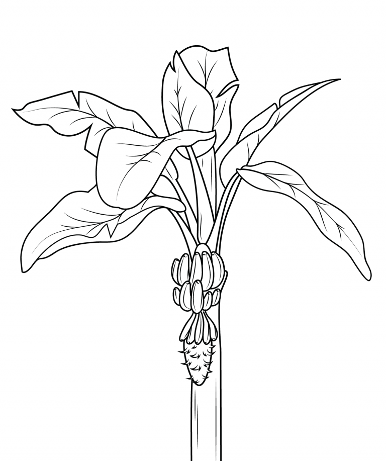 Banana Coloring Pages - Best Coloring Pages For Kids