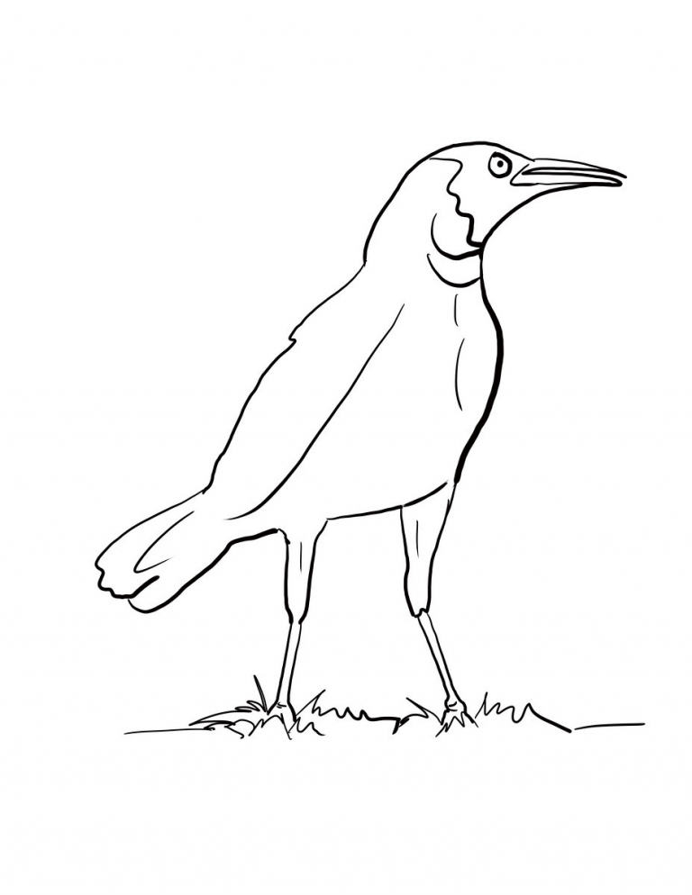 Crow Coloring Pages - Best Coloring Pages For Kids