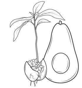 Avocado Coloring Pages - Best Coloring Pages For Kids