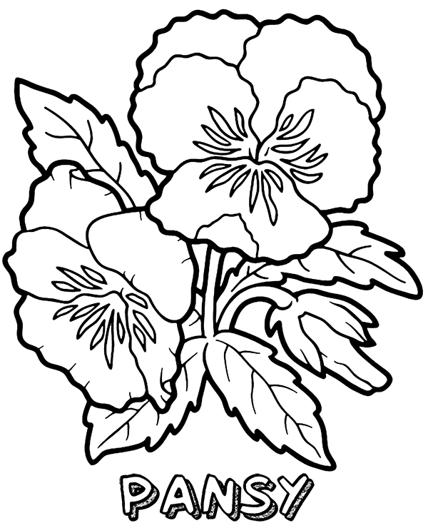 Pansy Coloring Pages - Best Coloring Pages For Kids Pansy Coloring Pages - Best Coloring Pages For Kids