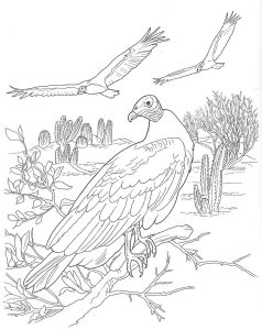 Desert Animals Coloring Pages - Best Coloring Pages For Kids