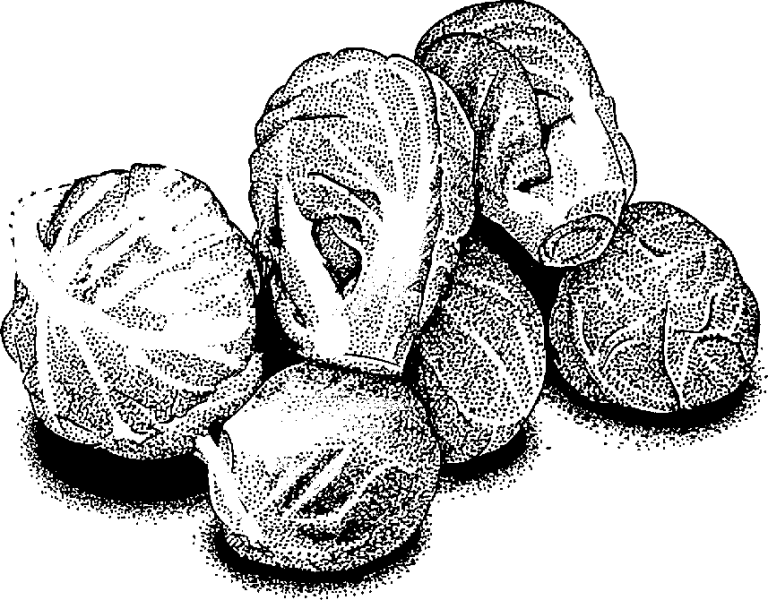 Brussels Sprouts Coloring Pages - Best Coloring Pages For Kids