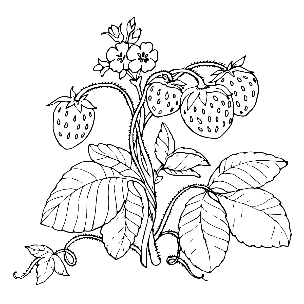Plants Coloring Pages - Best Coloring Pages For Kids