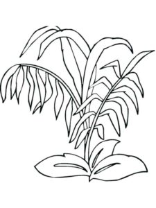 Plants Coloring Pages - Best Coloring Pages For Kids