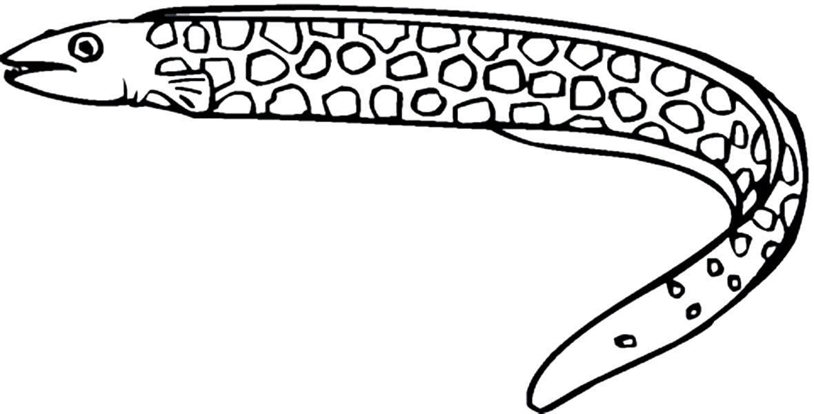 Eel Coloring Pages - Best Coloring Pages For Kids