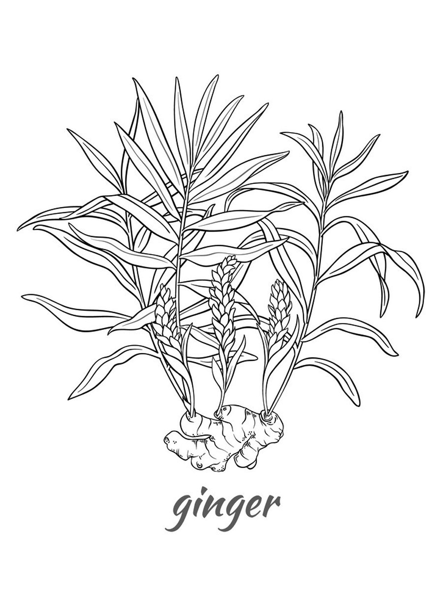 Herbs Coloring Pages - Best Coloring Pages For Kids