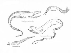 Eel Coloring Pages - Best Coloring Pages For Kids