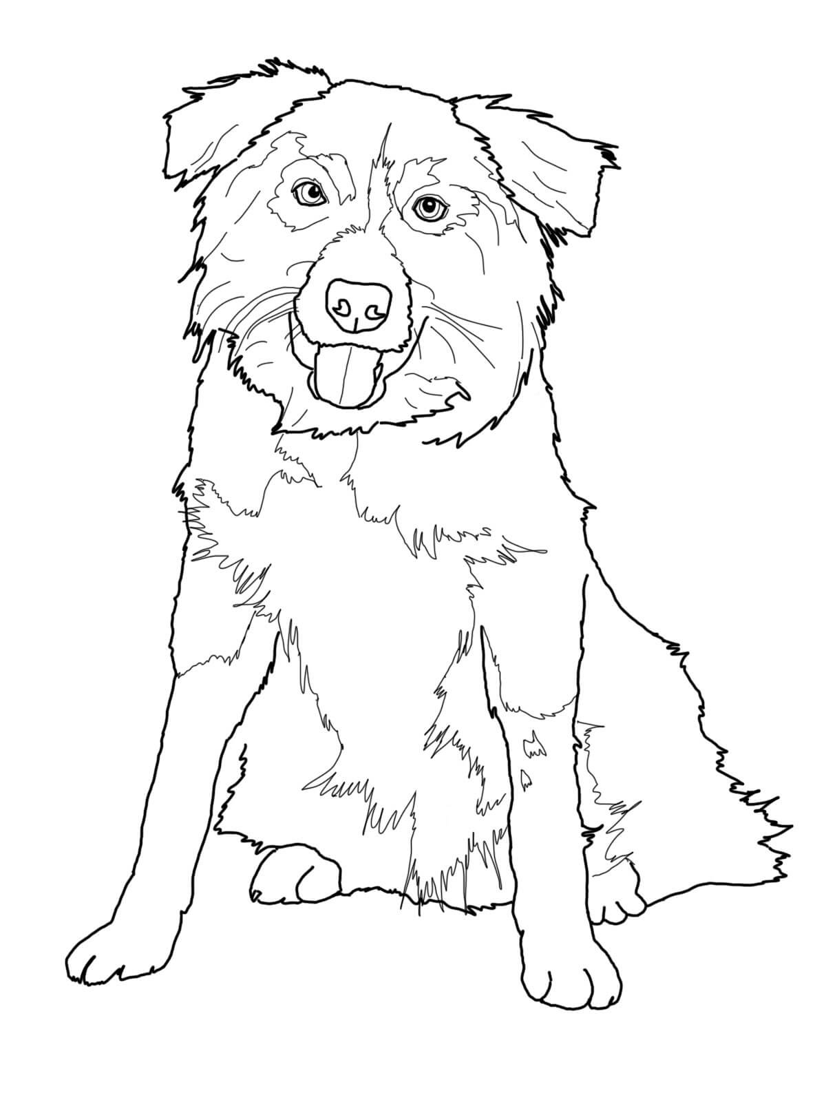 Sheep Dog Coloring Pages