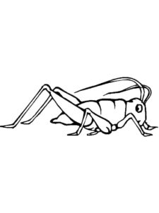 Cricket Coloring Pages - Best Coloring Pages For Kids