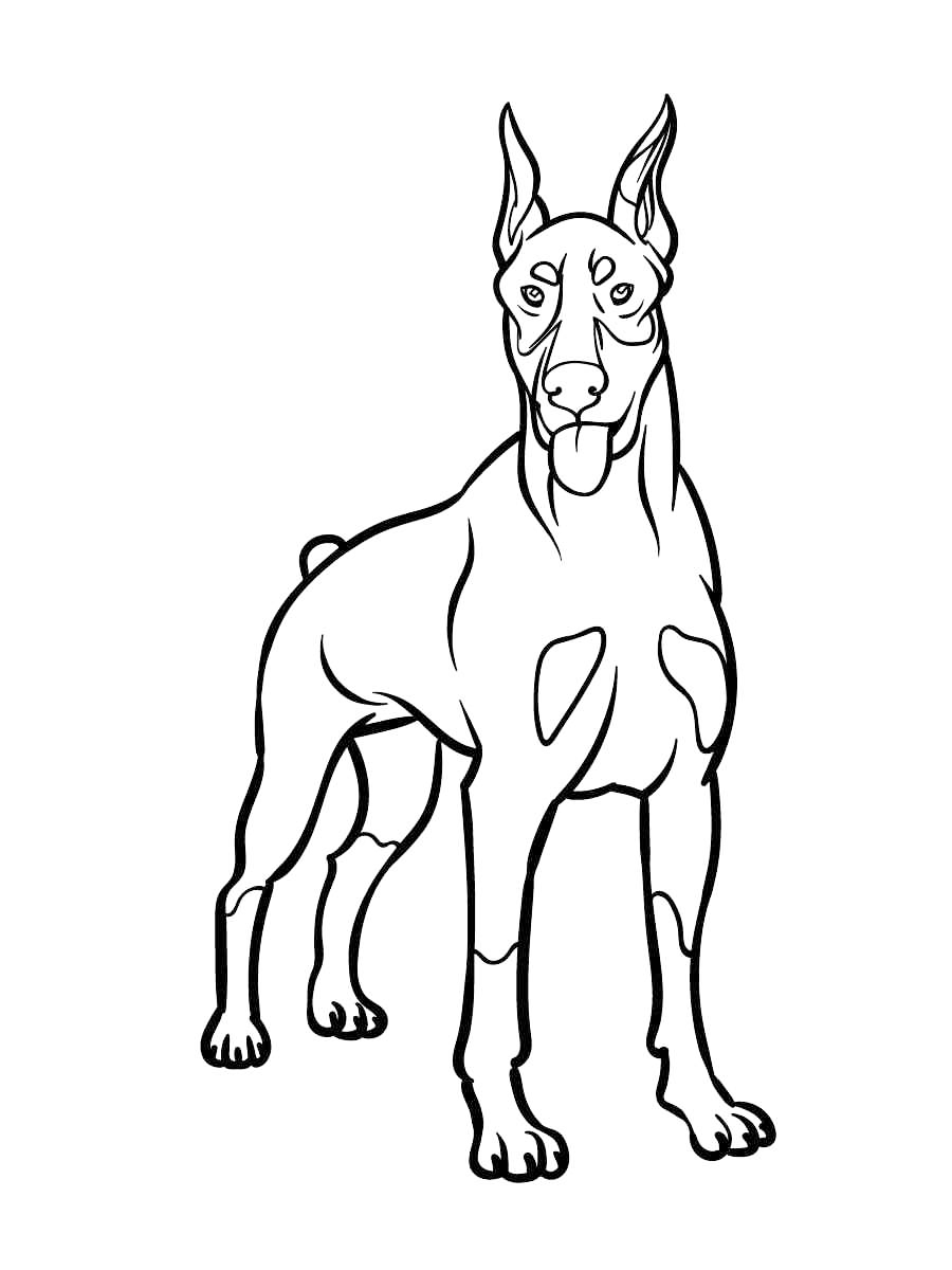 Dobermann Coloring Pages - Best Coloring Pages For Kids