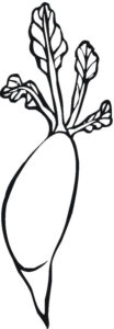 Radish Coloring Pages - Best Coloring Pages For Kids