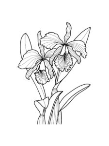 Venezuela Coloring Pages - Best Coloring Pages For Kids