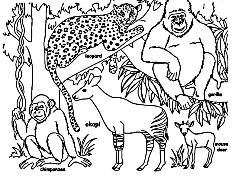 Amazon Rainforest Coloring Page - Best Coloring Pages For Kids