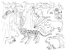 Amazon Rainforest Coloring Page - Best Coloring Pages For Kids