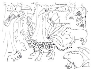 Amazon Rainforest Coloring Page - Best Coloring Pages For Kids