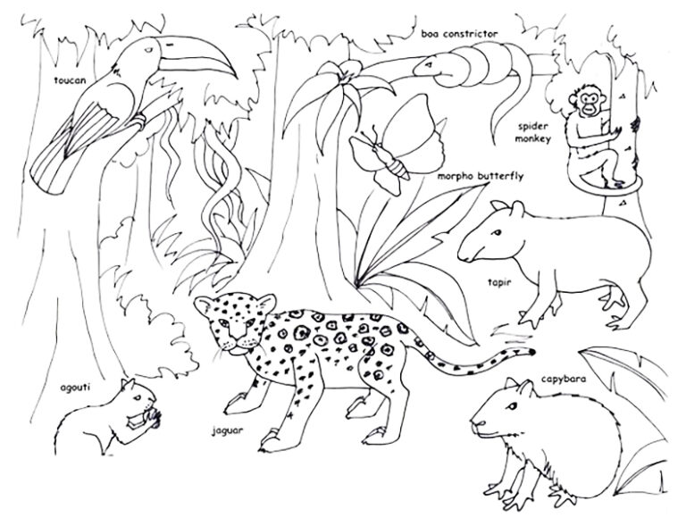 Amazon Rainforest Coloring Page - Best Coloring Pages For Kids