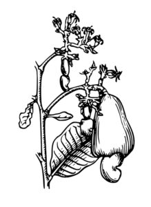 Belize Coloring Pages - Best Coloring Pages For Kids