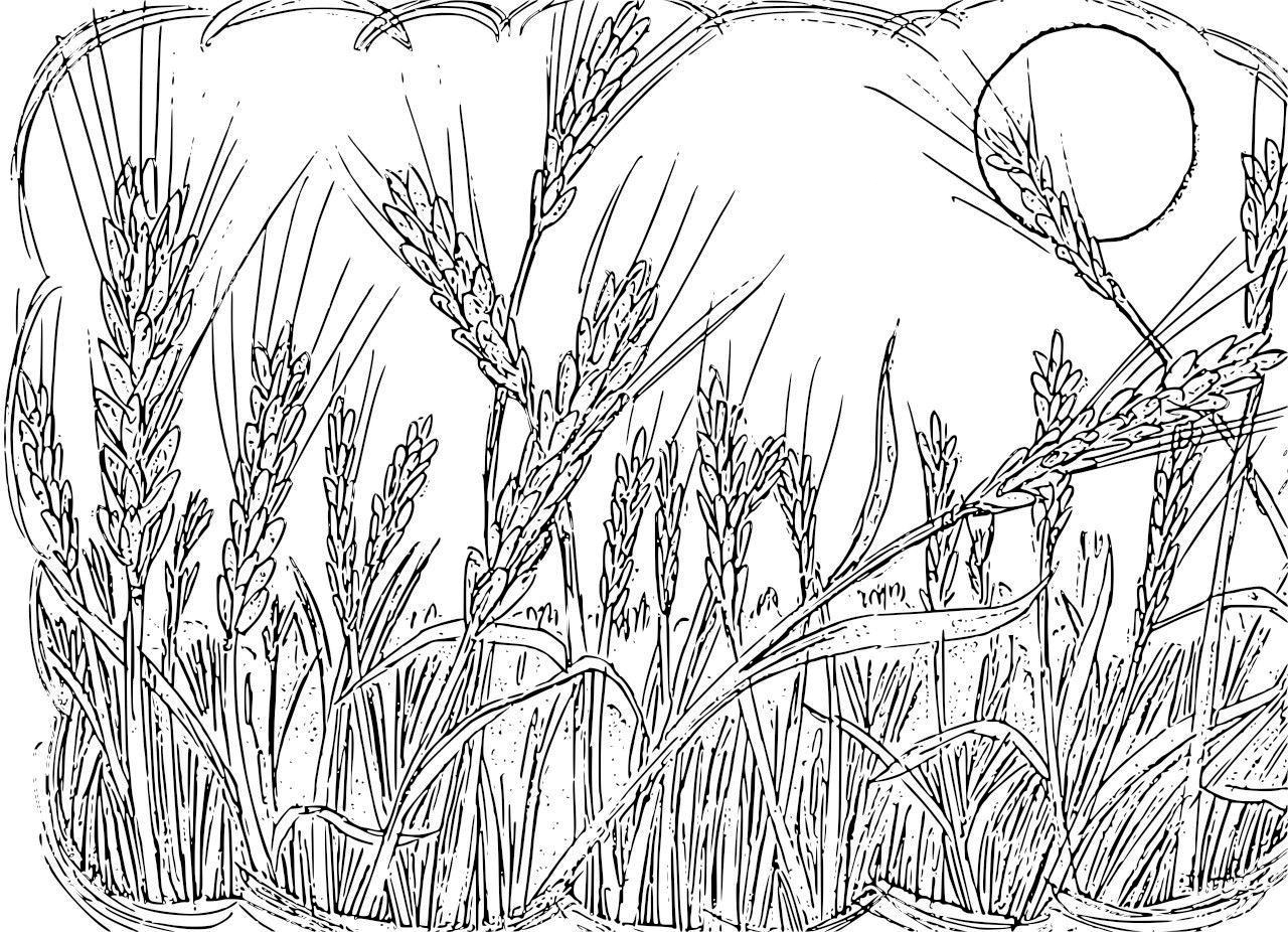 Wheat Coloring Pages - Best Coloring Pages For Kids